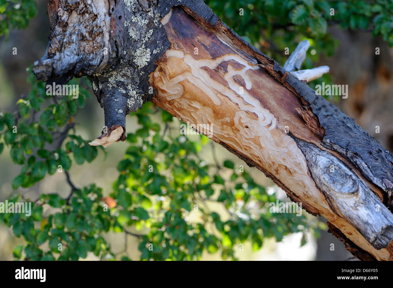 Under nothofagus hi-res stock photography and images - Alamy
