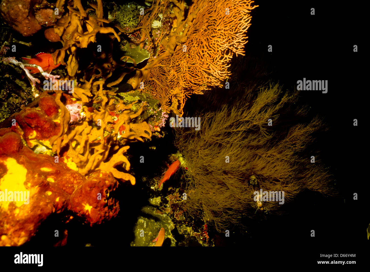 Soft Tree Coral,Dendronephthya hemprich,Sipadan May 1992 Underwater ...