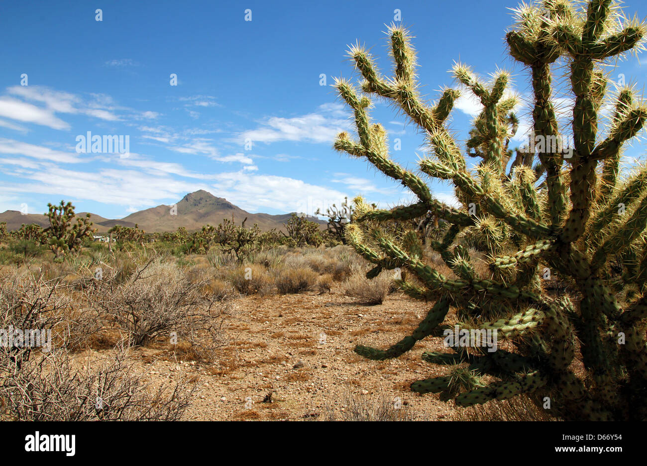 Cactus and Joshua Trees in Dolan Springs, Arizona, USA Stock Photo - Alamy