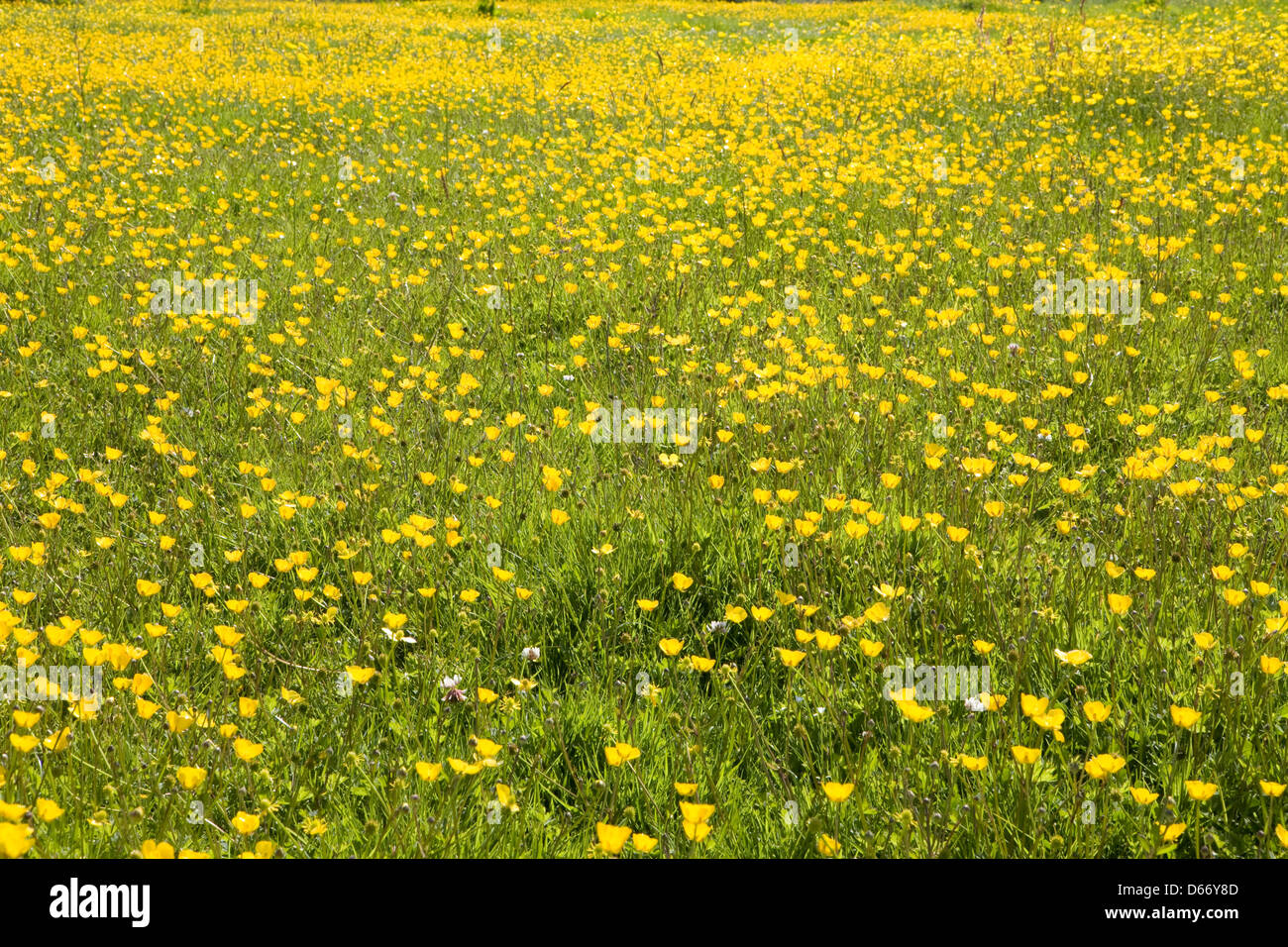 Masses of buttercups hi-res stock photography and images - Alamy