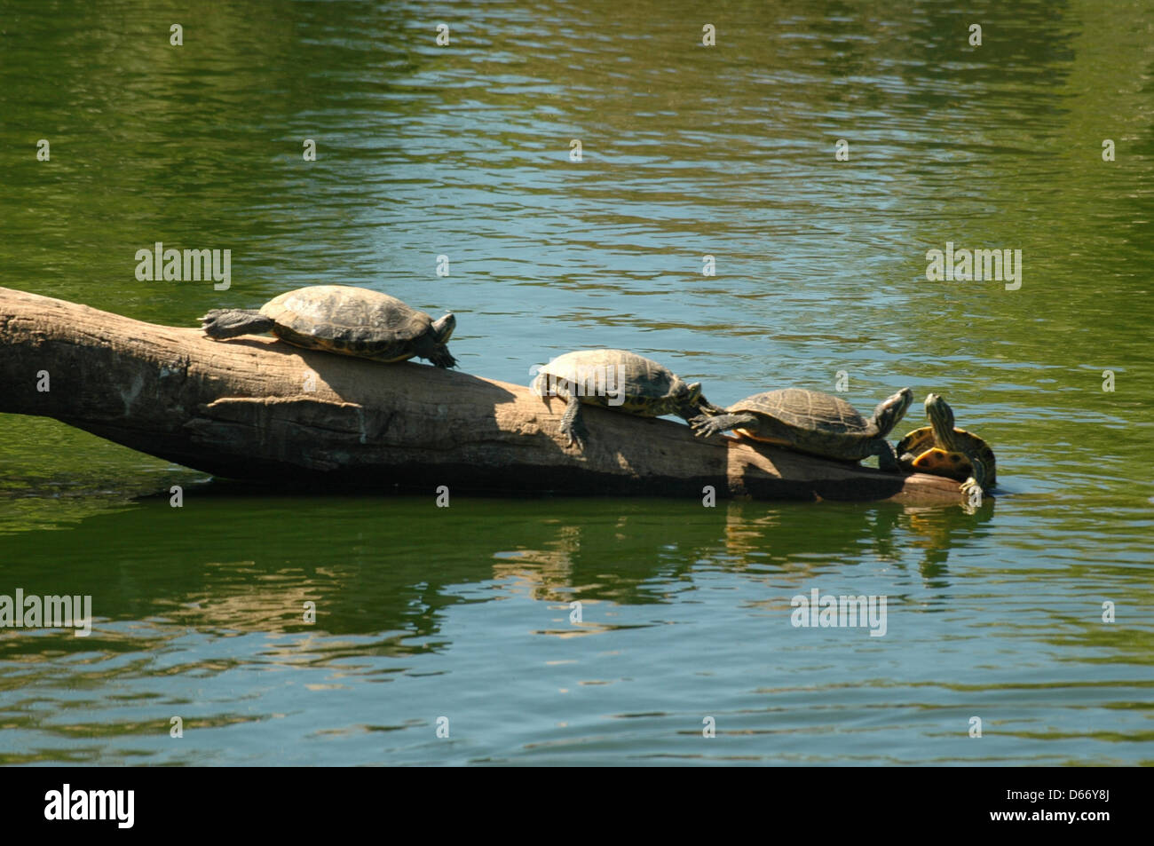 Freshwater fauna hi-res stock photography and images - Alamy