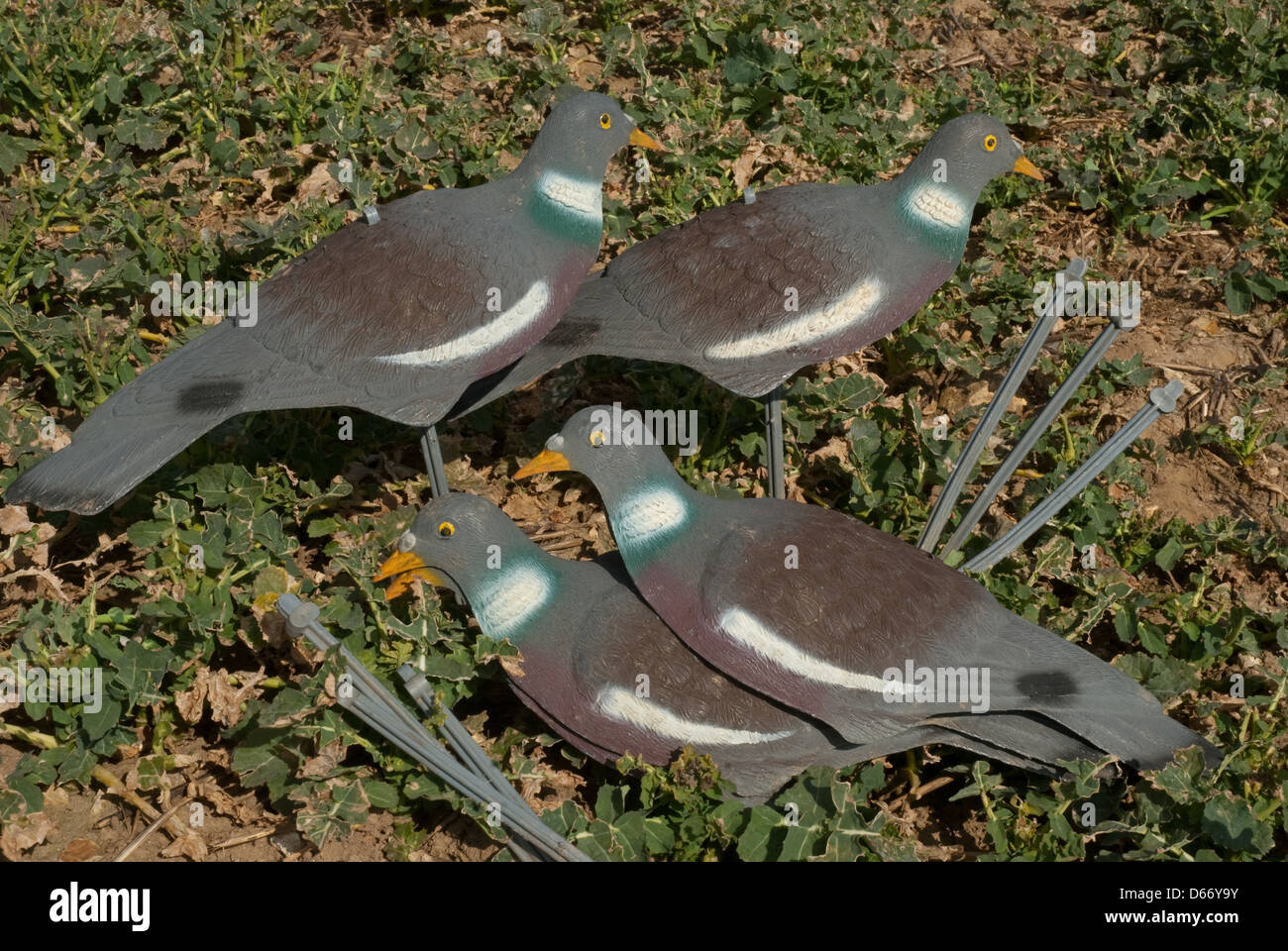 Half-shell decoys used for decoying Wood-pigeons (Columba palumbus ...