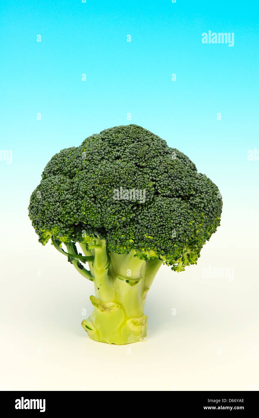 Raw broccoli against a blue and white background Stock Photo - Alamy