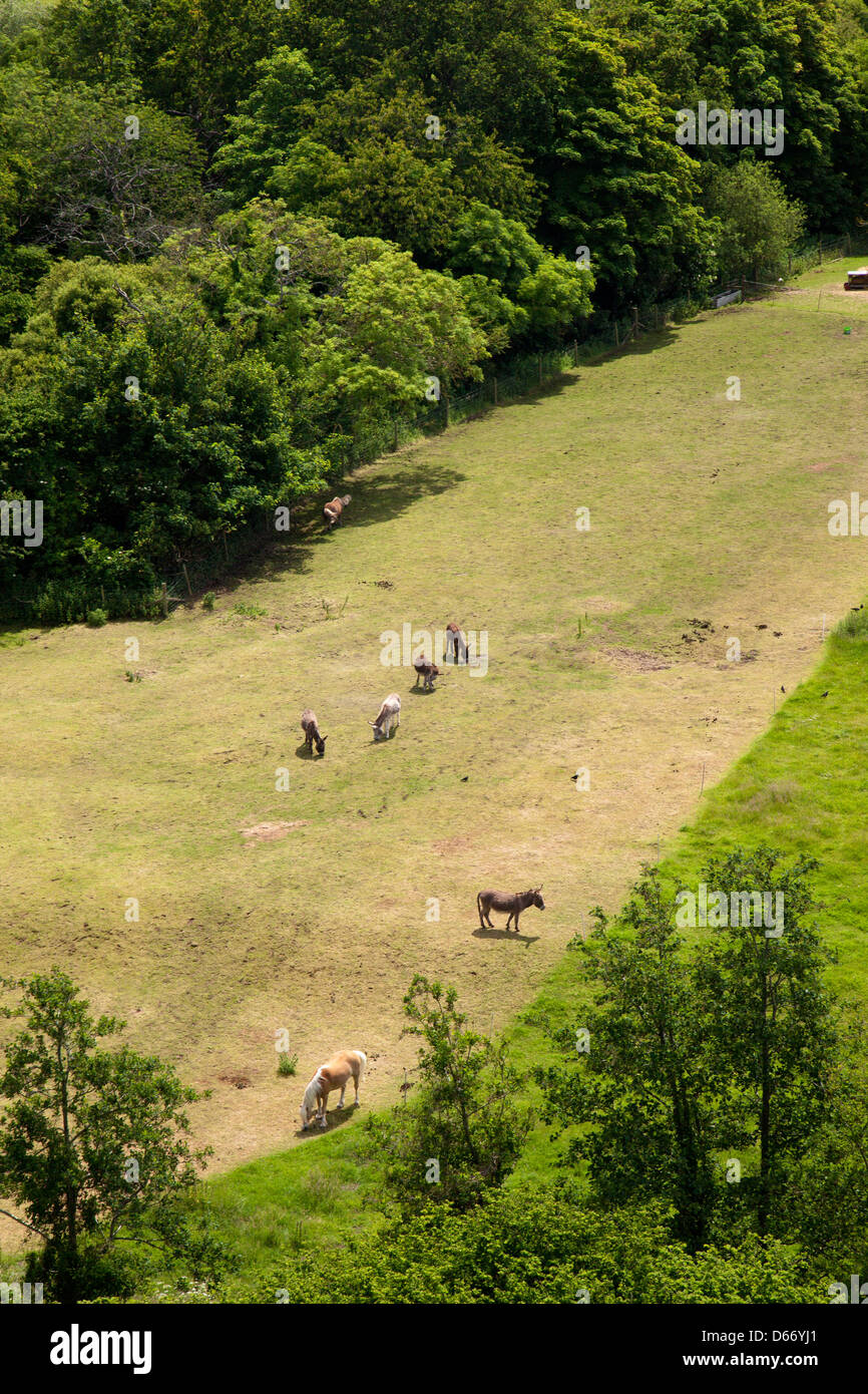 A field of donkeys below Corfe Castle ruins, Dorset, England, UK Stock ...