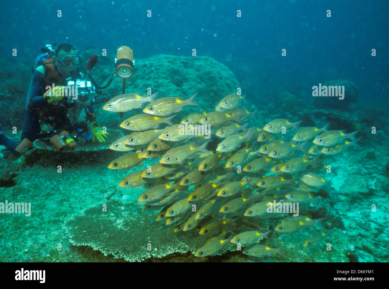 Blueline Snapper,Lutjanus coeruleolineatus,Sipadan Nov 1990 Underwater ...