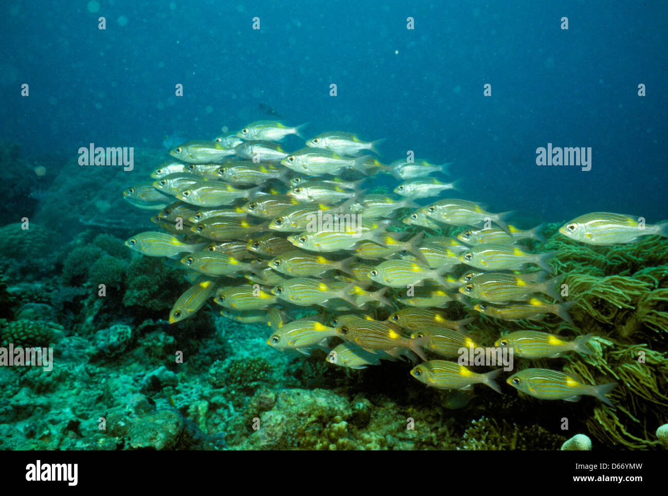 Blueline Snapper,Lutjanus coeruleolineatus,Sipadan Nov 1990 Underwater ...