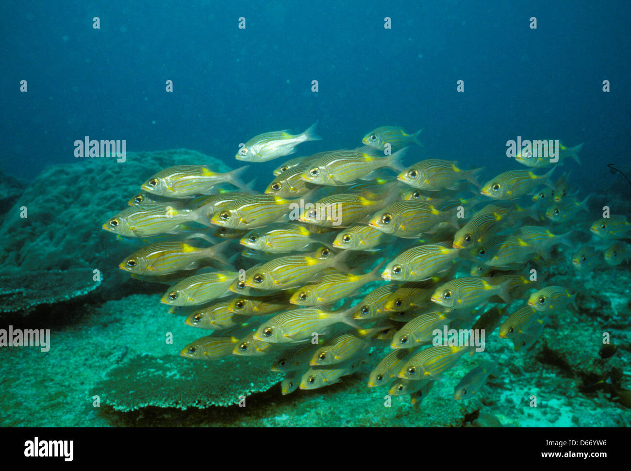 Blueline Snapper,Lutjanus coeruleolineatus,Sipadan Nov 1990 Underwater ...