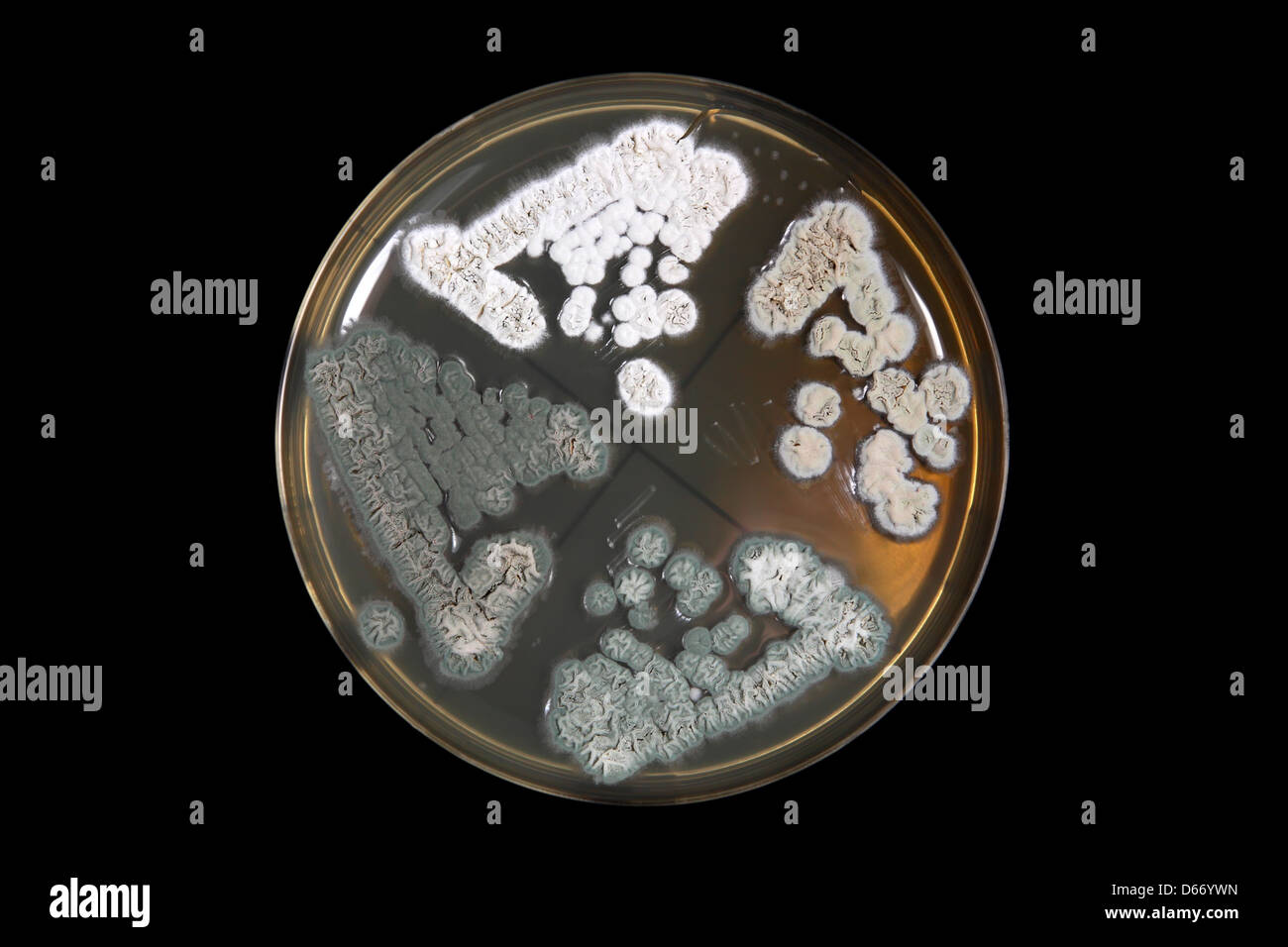 Penicillin agar hi-res stock photography and images - Alamy