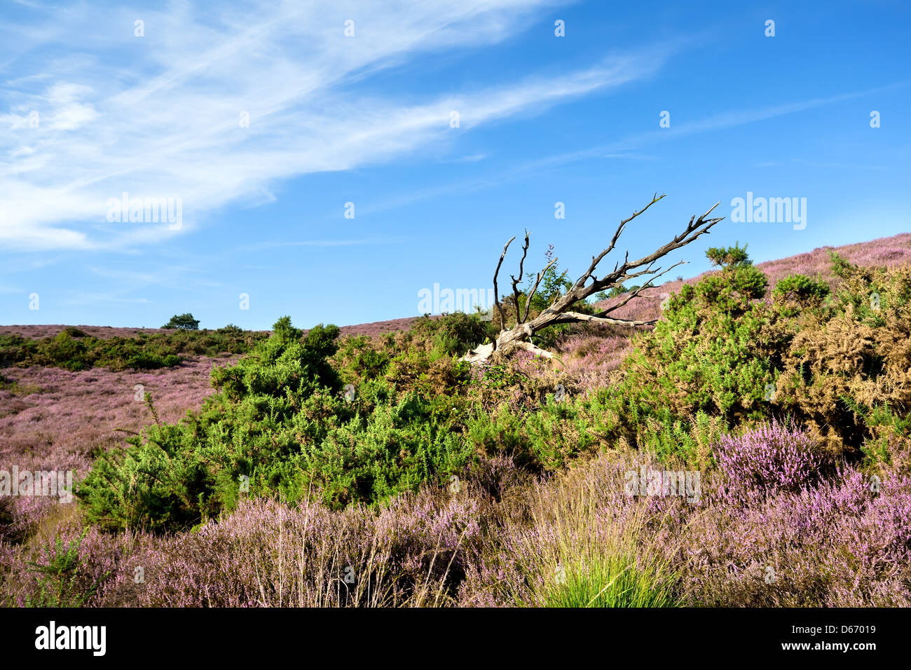 dry tree in bush with flowering heather, Gelderland Stock Photo - Alamy