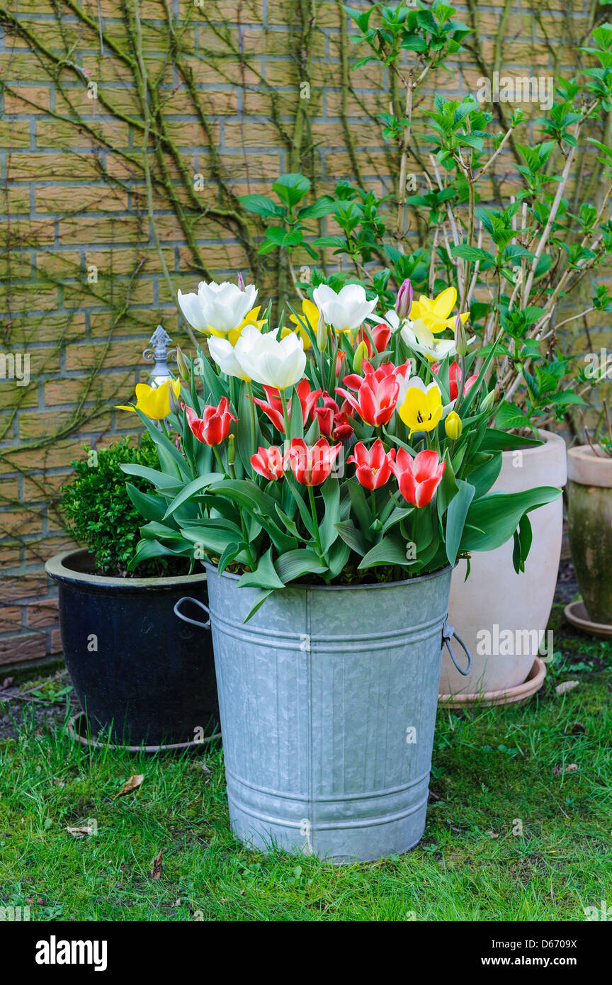 Tulips in garden pots hi-res stock photography and images - Alamy