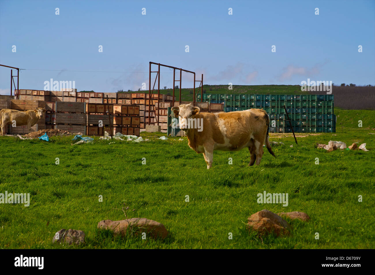 Images Of Cows High Resolution Stock Photography and Images - Alamy