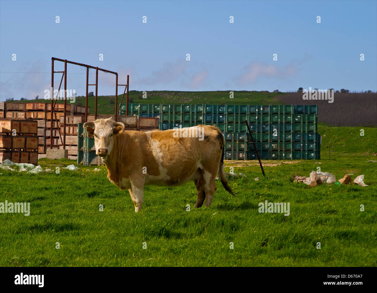 Cows in the Golan Heights, Israel border with Lebanon Stock Photo - Alamy