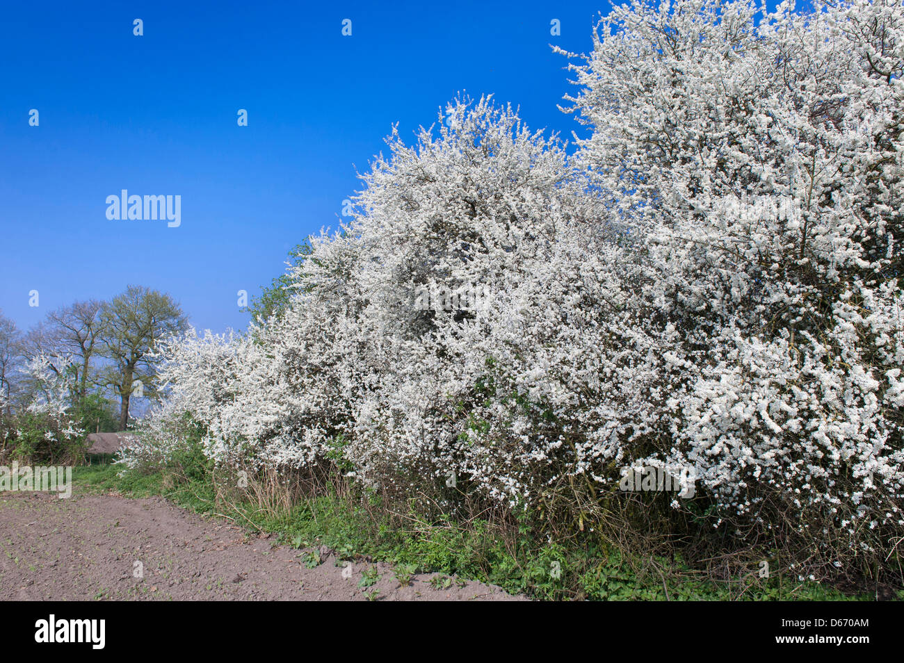 Prunus spinosa hi-res stock photography and images - Alamy