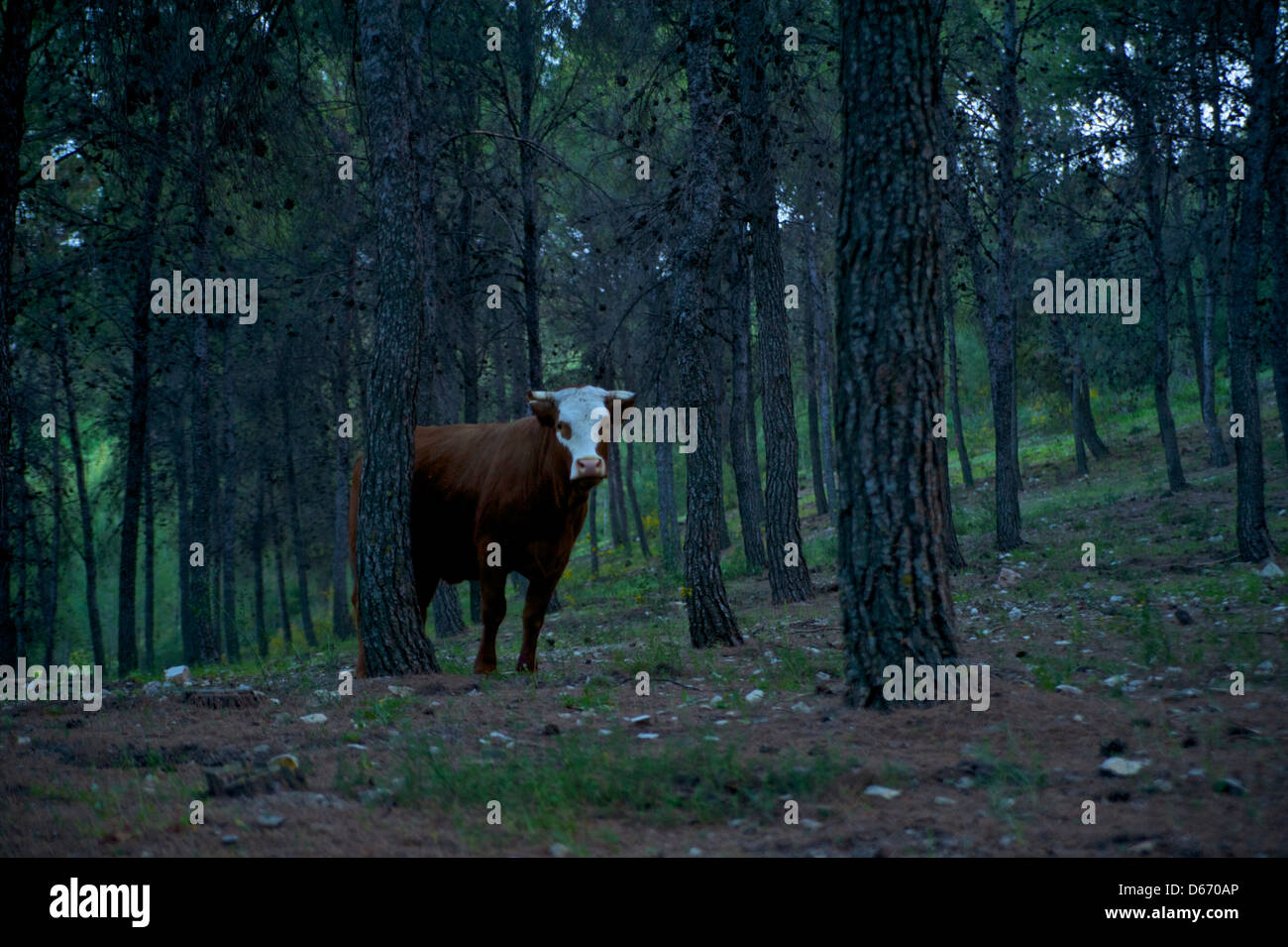 Border of lebanon hi-res stock photography and images - Alamy