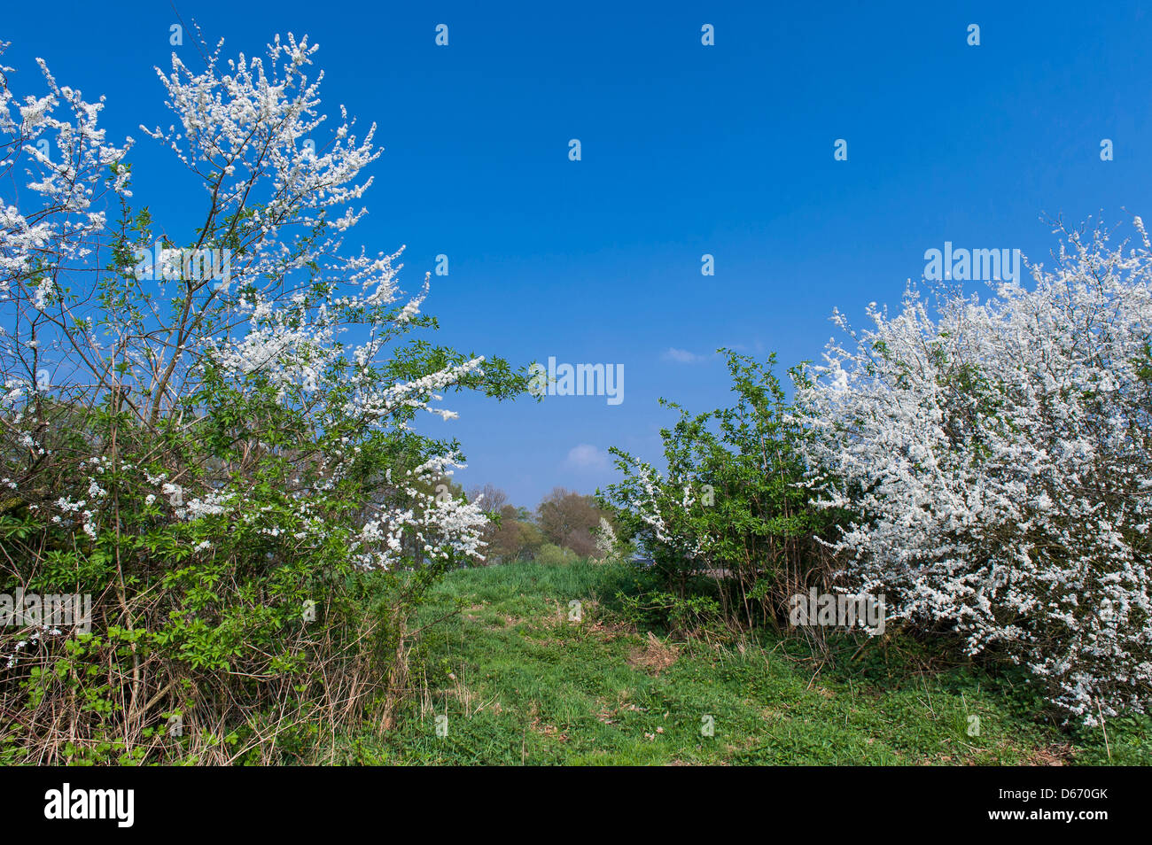 Prunus spinosa hedge hi-res stock photography and images - Alamy