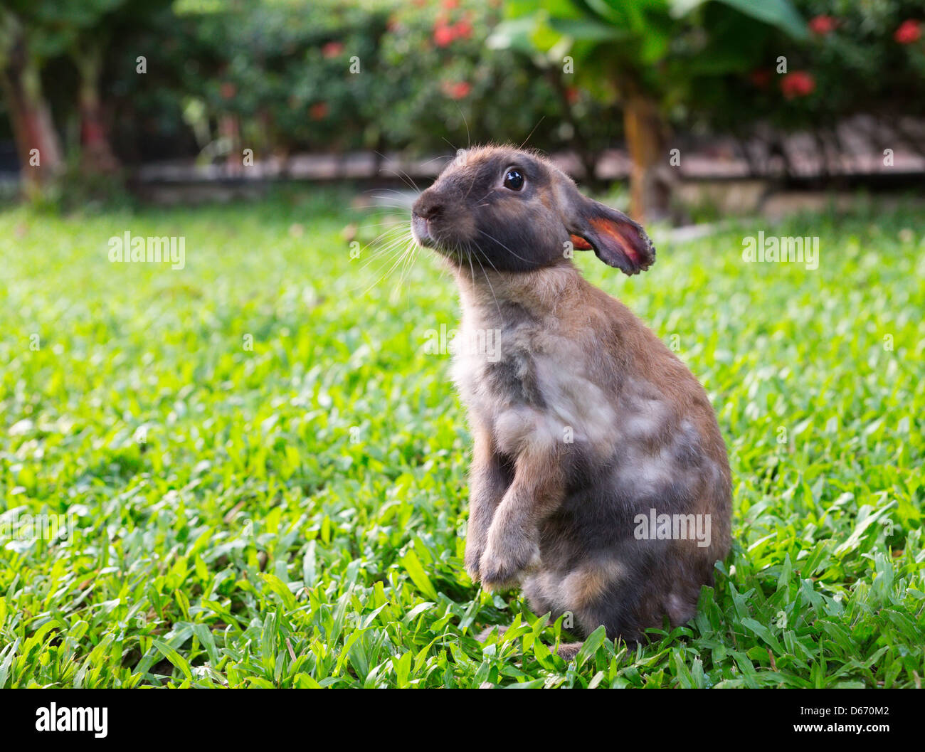 Rabbit standing on hind legs hi-res stock photography and images - Alamy