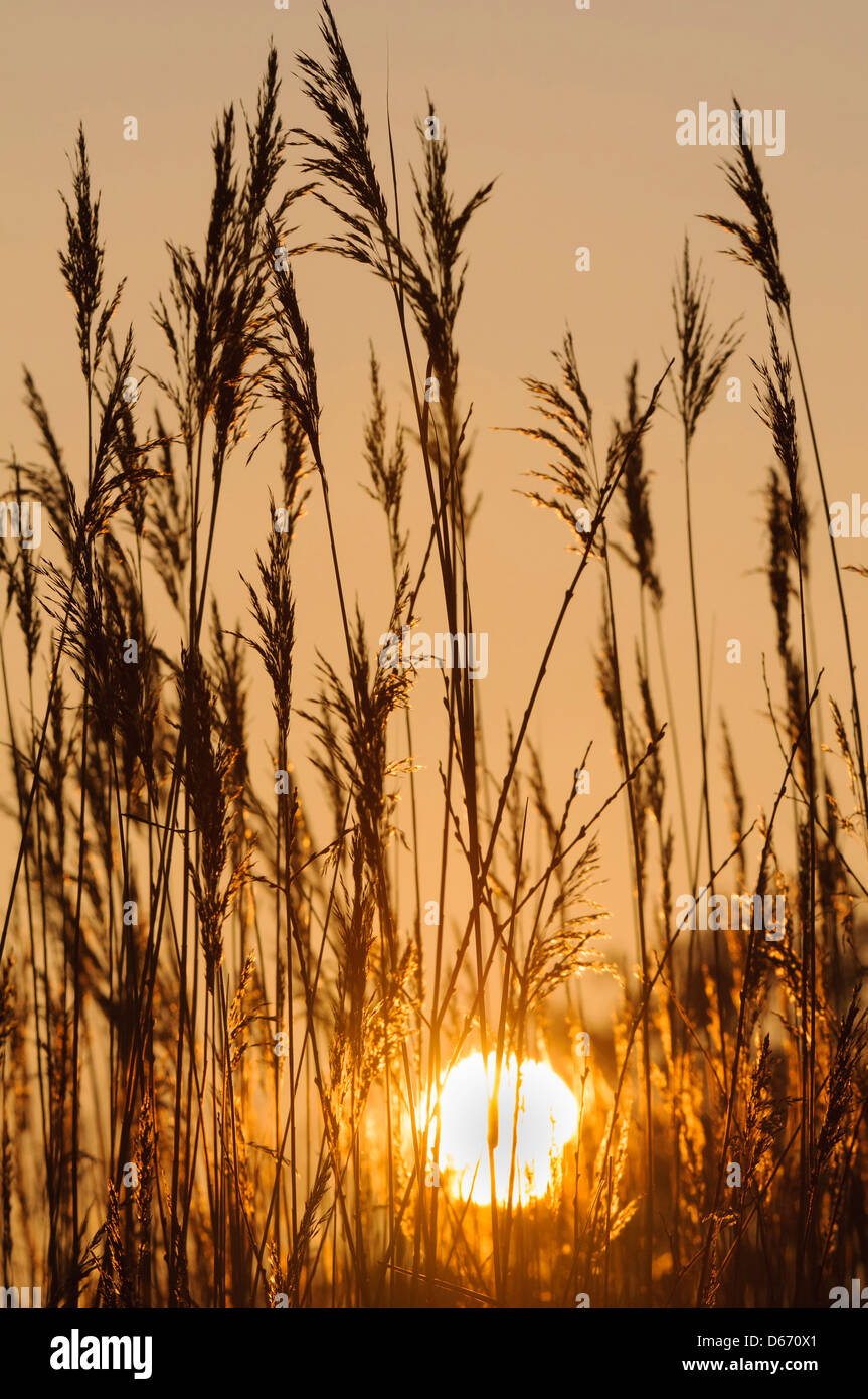 Reed bed sunset hi-res stock photography and images - Alamy