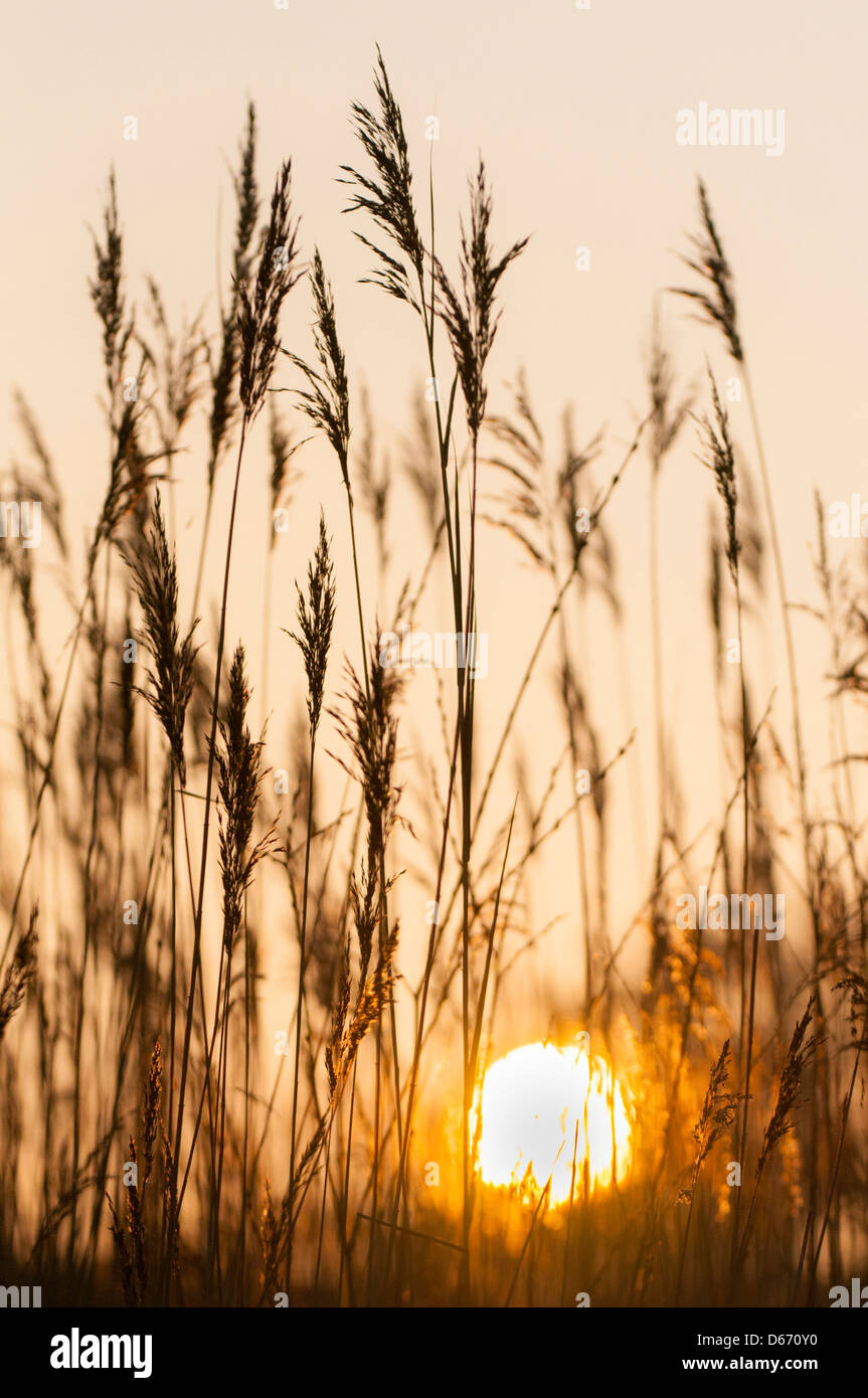 Reed sun hi-res stock photography and images - Alamy