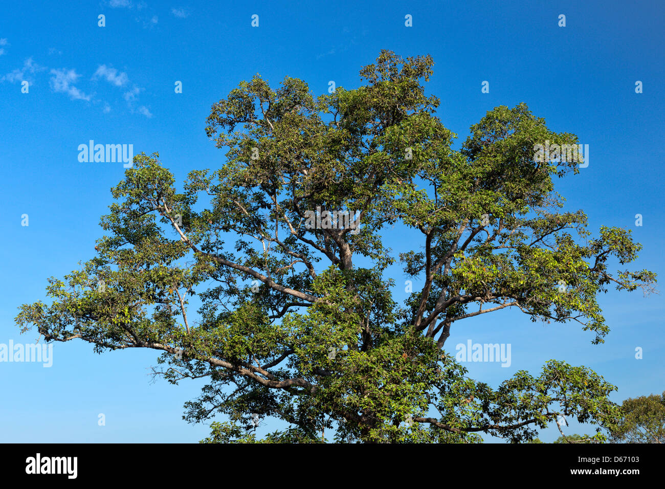 A beautiful tree against the blue sky Stock Photo - Alamy