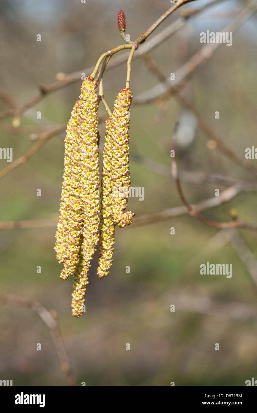 Symbiotic relationship with frankia alni hi-res stock photography and ...