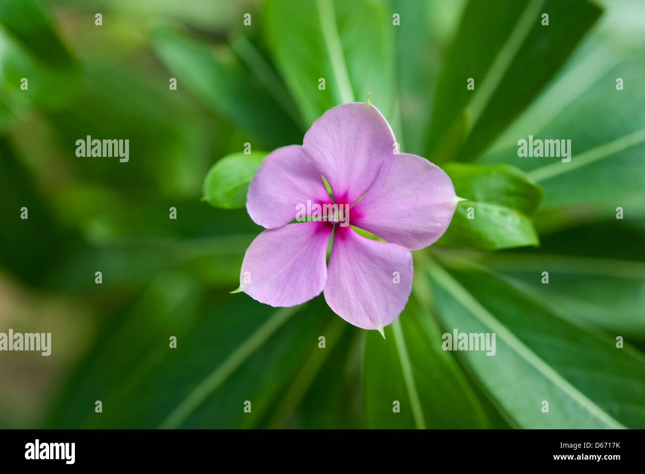 Periwinkle Plant Medicinal Uses