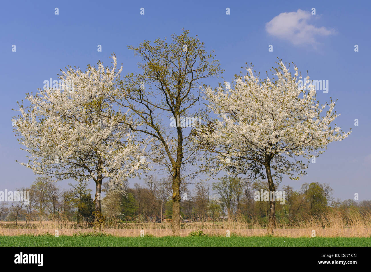 blooming cherry tree, niedersachsen, germany Stock Photo - Alamy