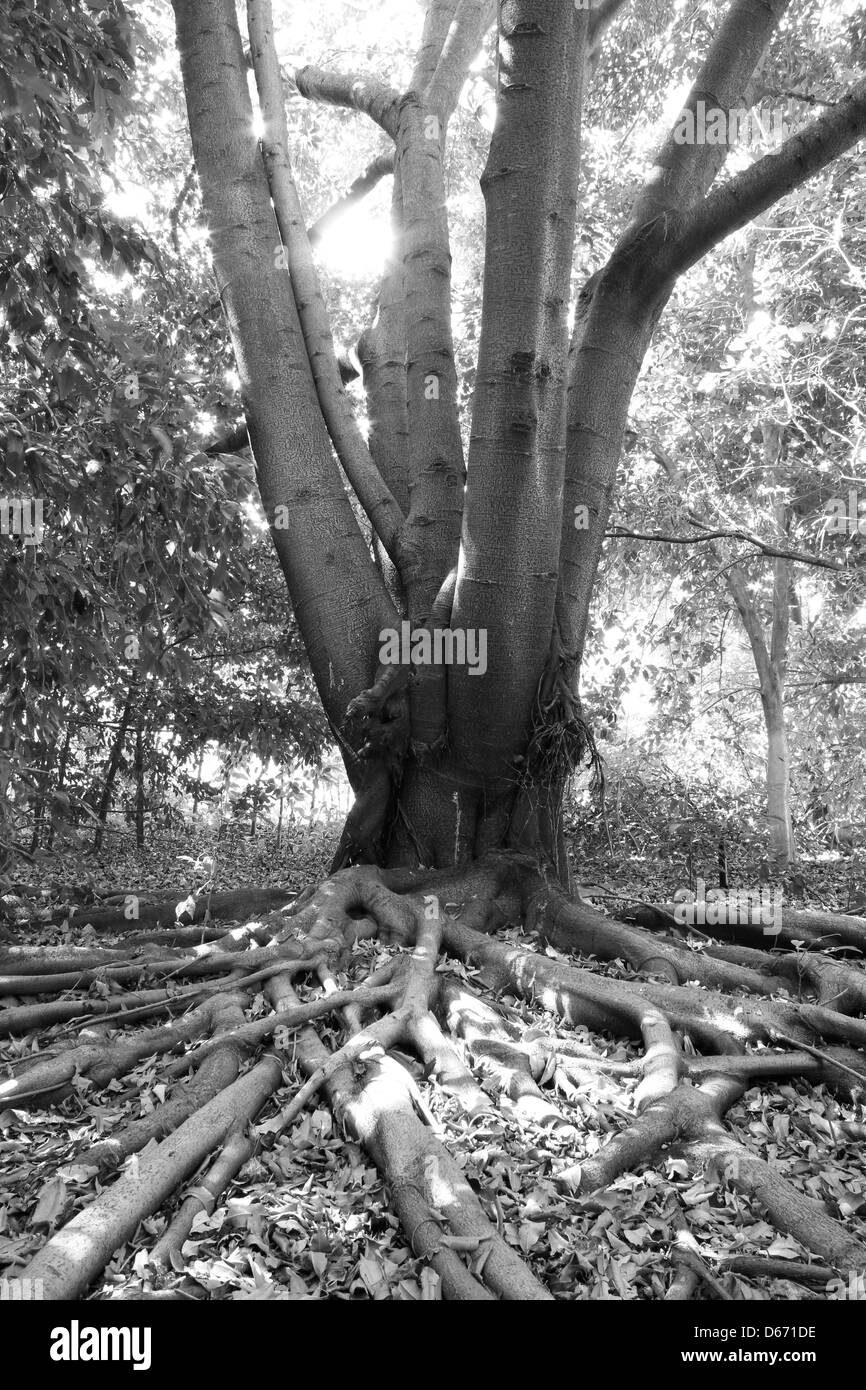 Black And White Tree With Roots And Branches