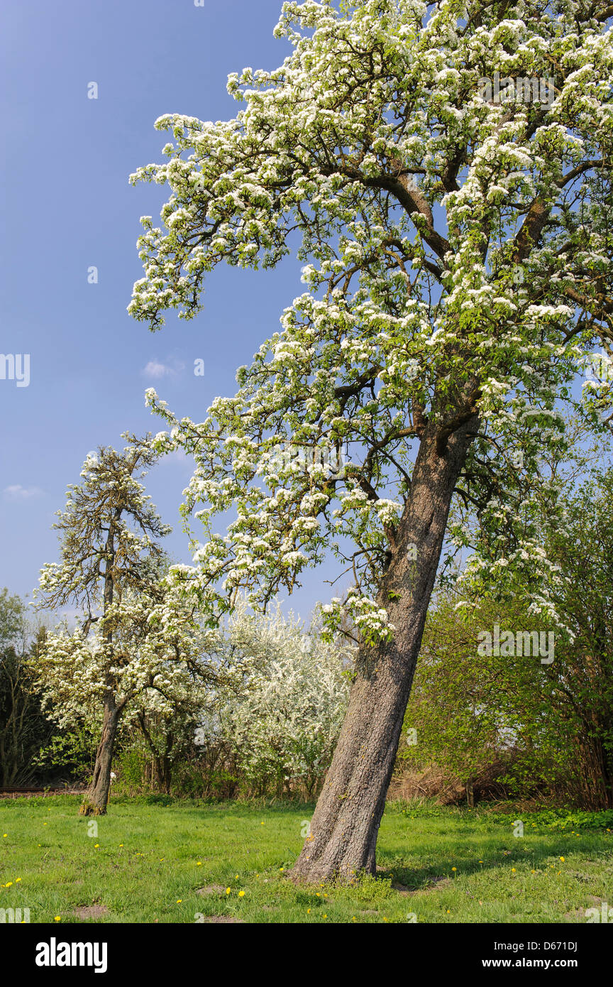 Pear tree hi-res stock photography and images - Alamy