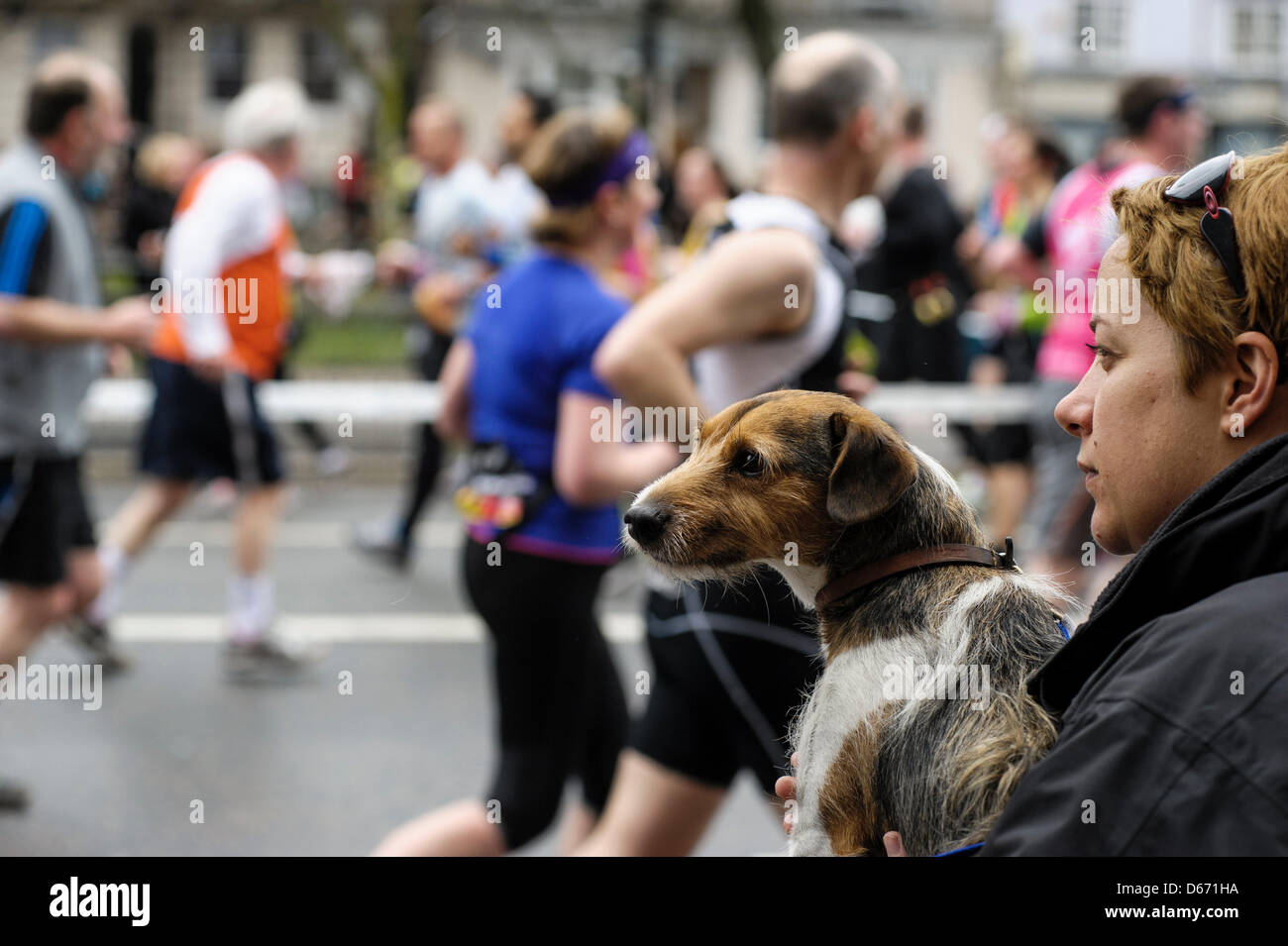 Brighton, UK, 14/04/2013 : Brighton Marathon. A dog watches runners ...