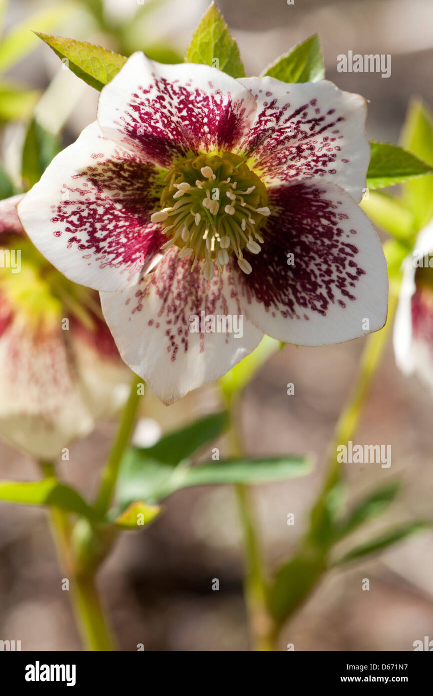 Acaulescent species hi-res stock photography and images - Alamy