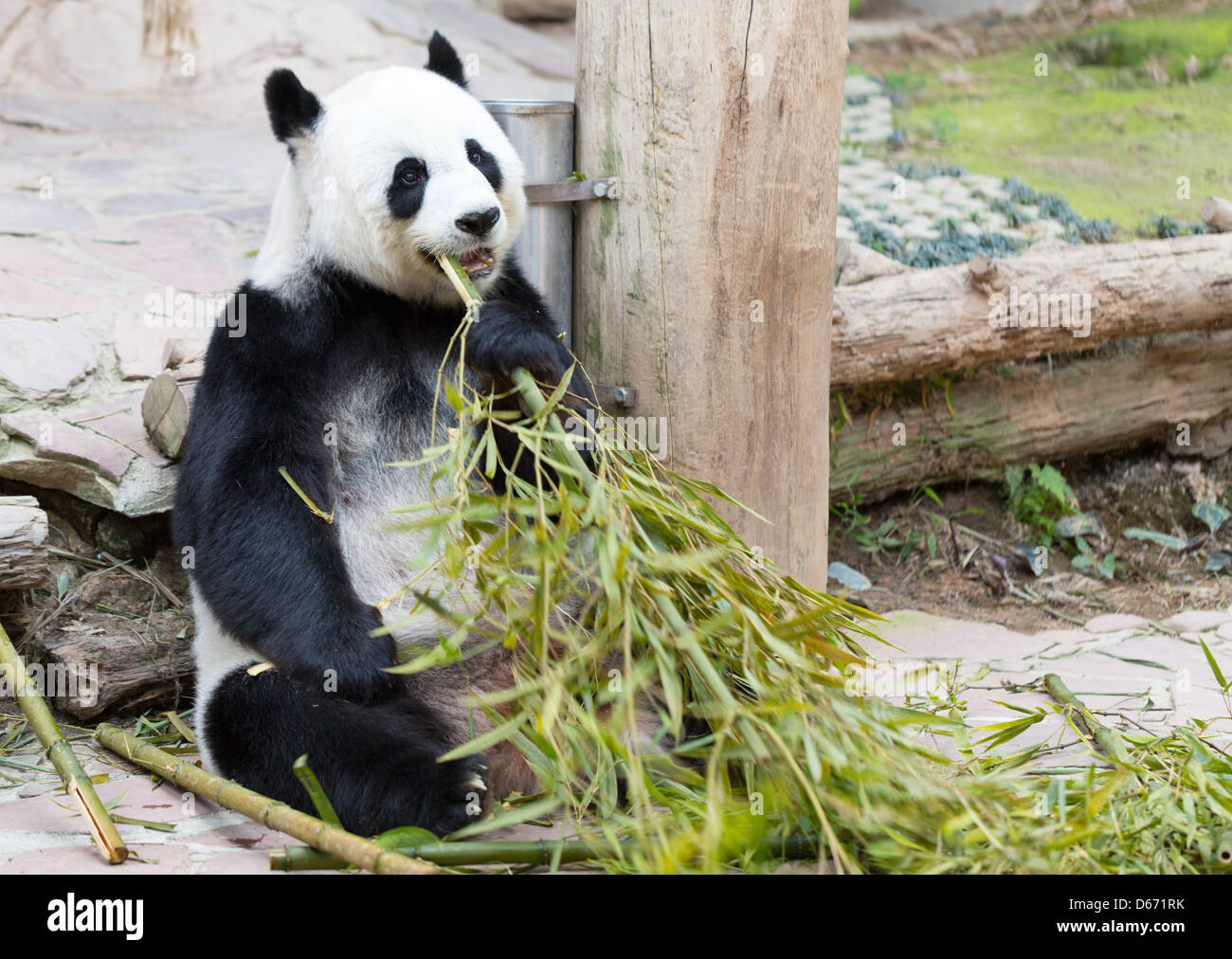 young panda eats bamboo at the Zoo Stock Photo - Alamy