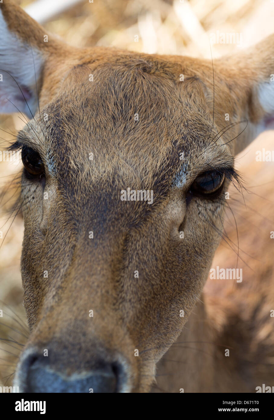 face young deer close up Stock Photo - Alamy