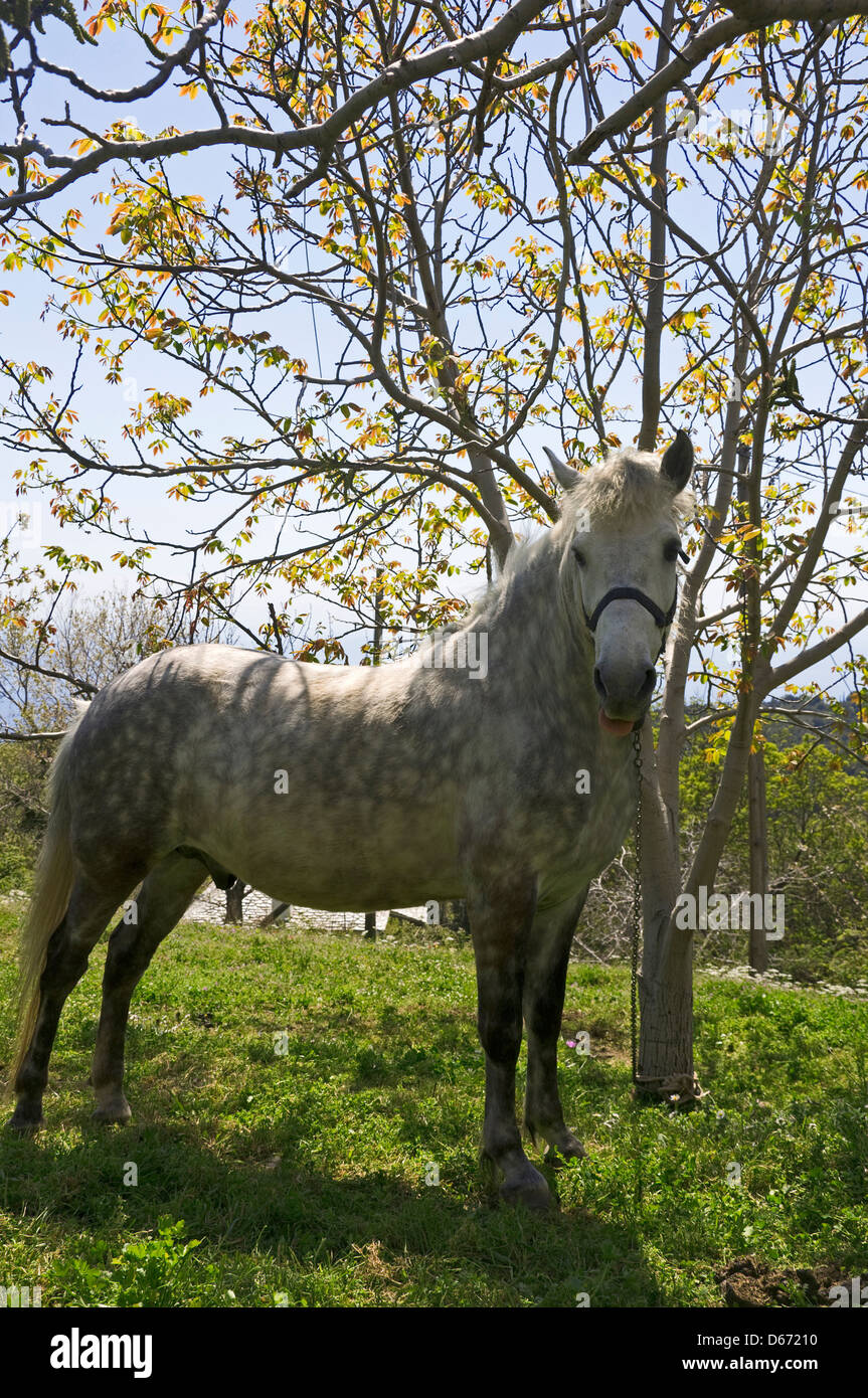 Dappled gray stallion hi-res stock photography and images - Alamy