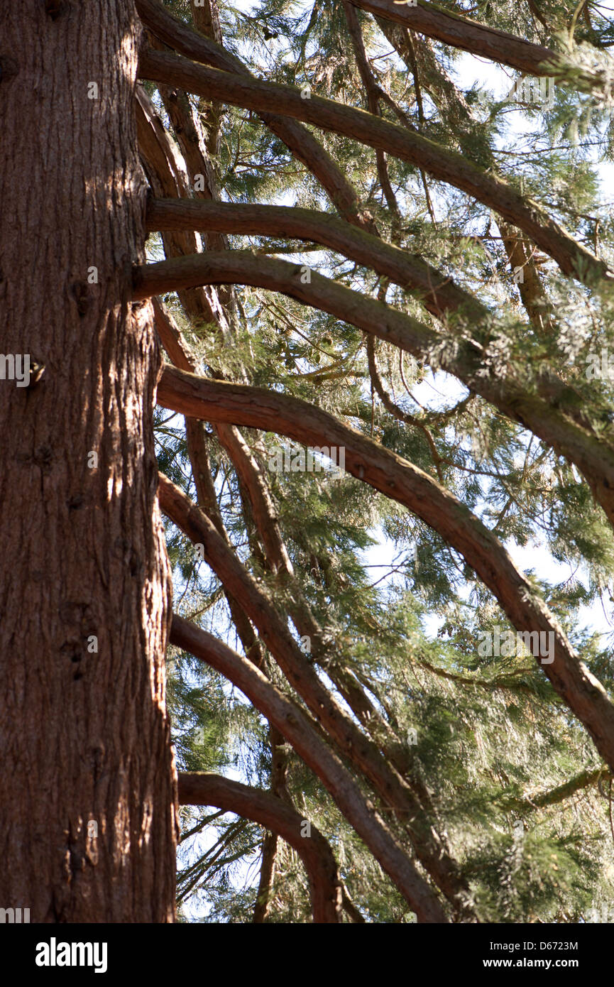 Detail of the branches of Sequia, Sequoiadendron giganteum, growing in ...