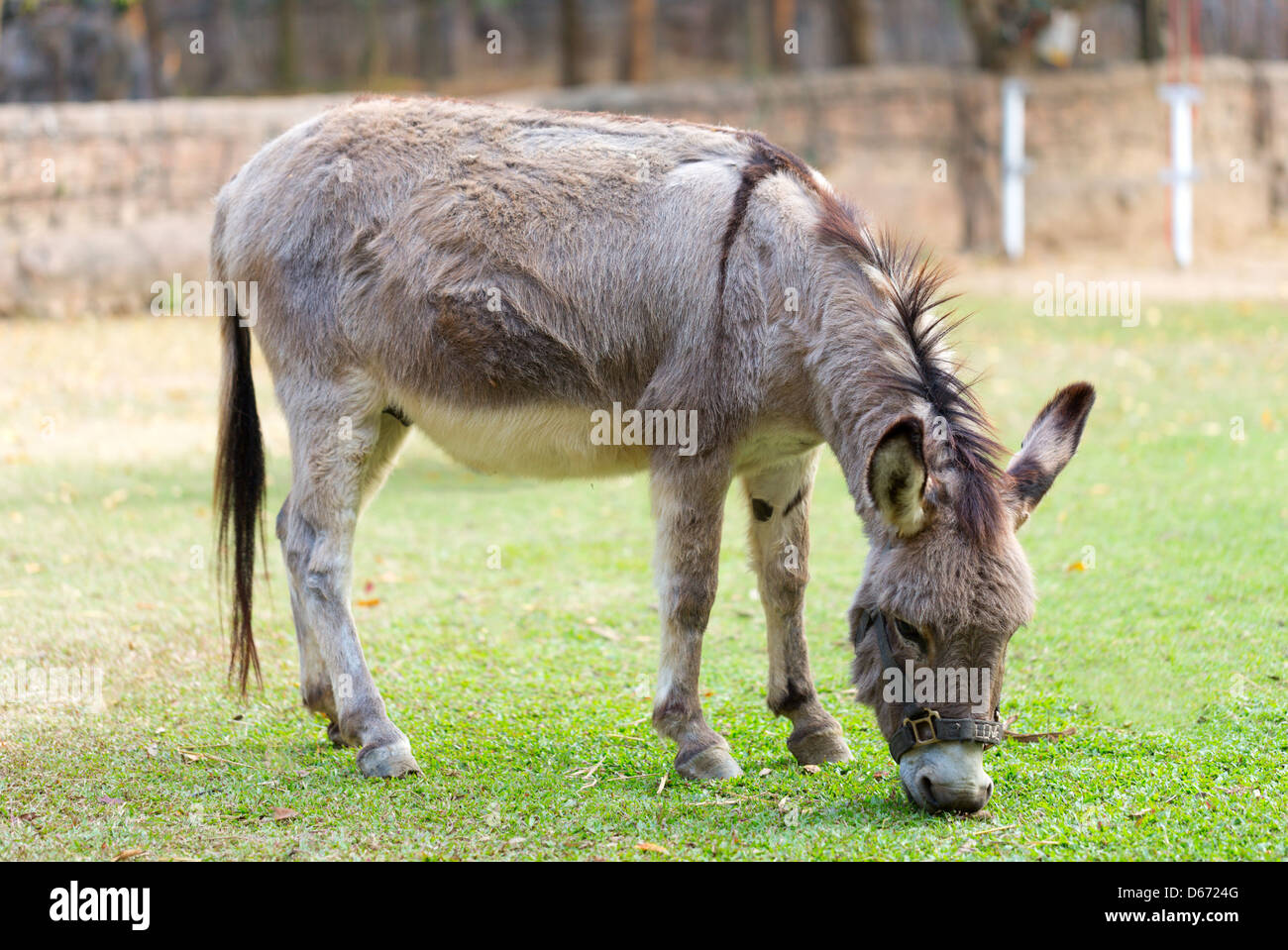 Burro grazing in the zoo Stock Photo - Alamy