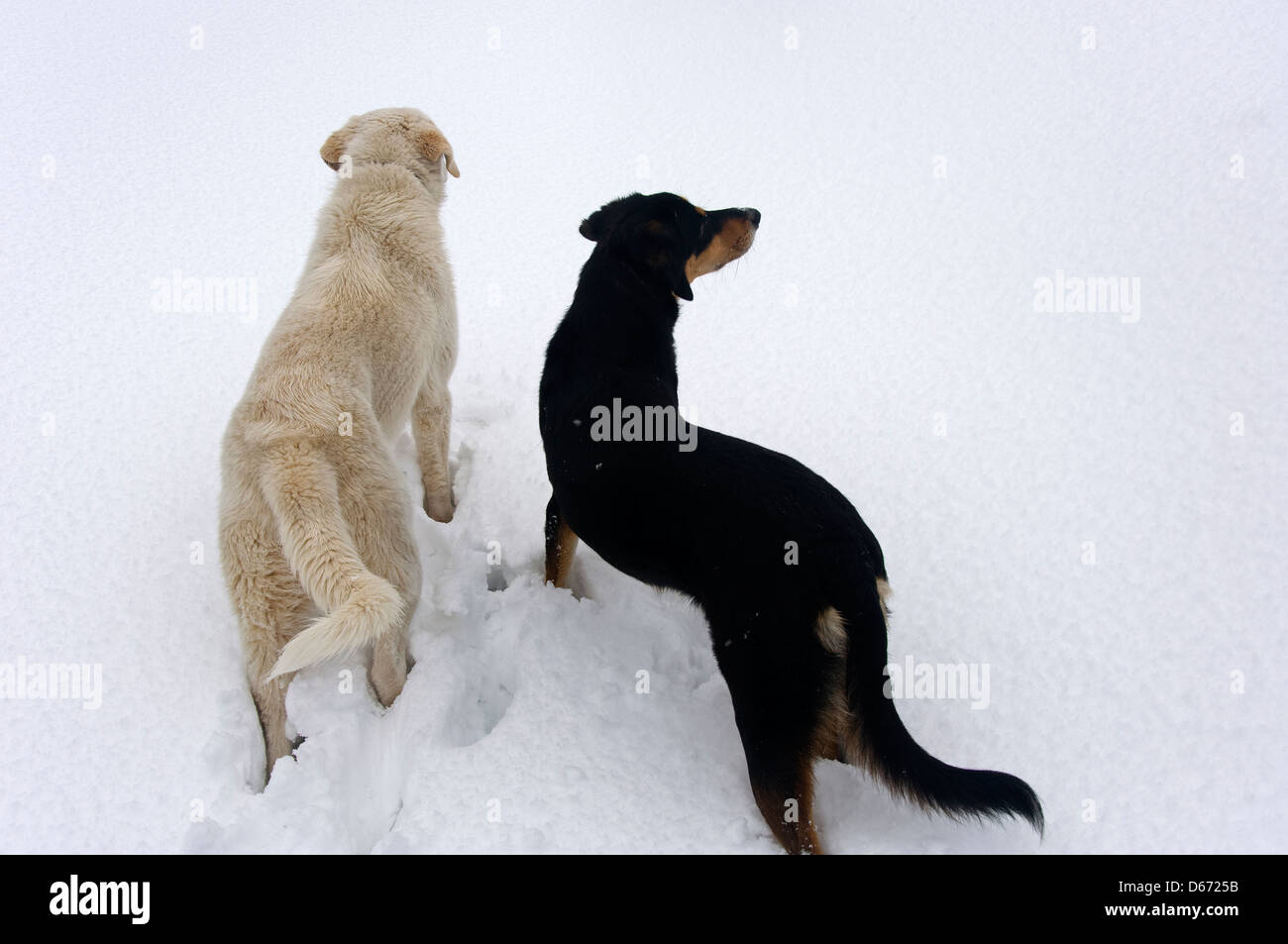 Schwarze und weiße hunde hi-res stock photography and images - Alamy