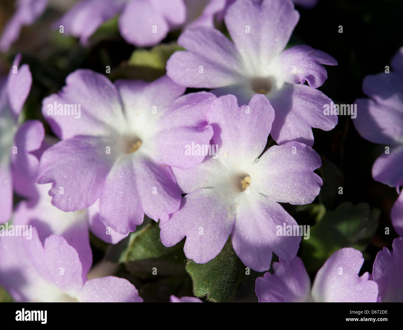 Primula species hi-res stock photography and images - Alamy