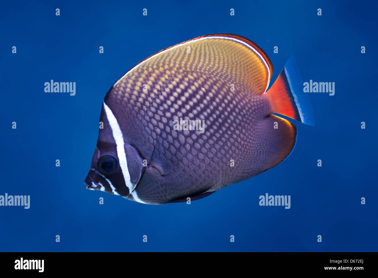 Sea life: exotic tropical coral reef redtail butterflyfish (Chaetodon ...