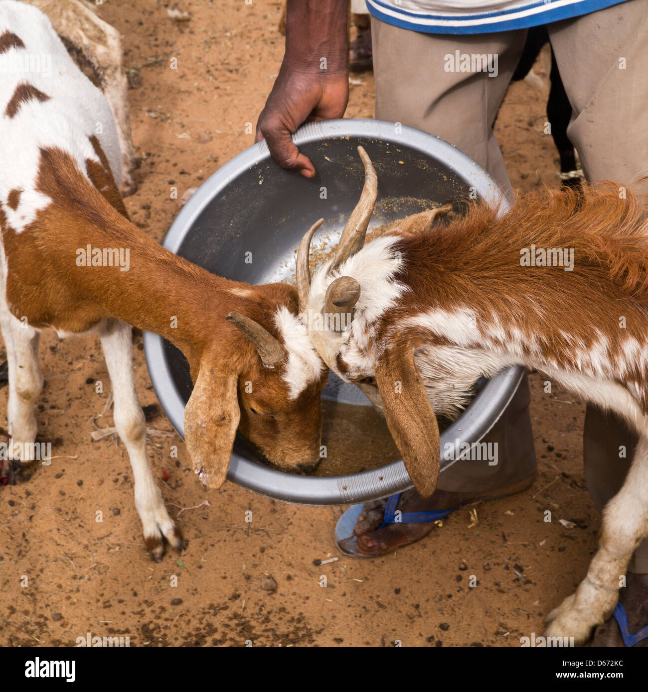 Goats at animal market a Zinder, Niger, Africa Stock Photo - Alamy