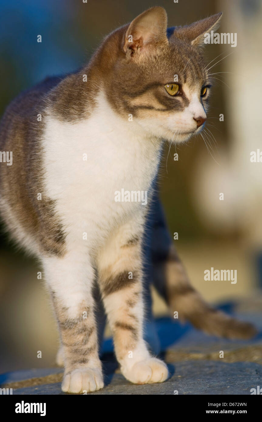 Cat standing side view hi-res stock photography and images - Alamy