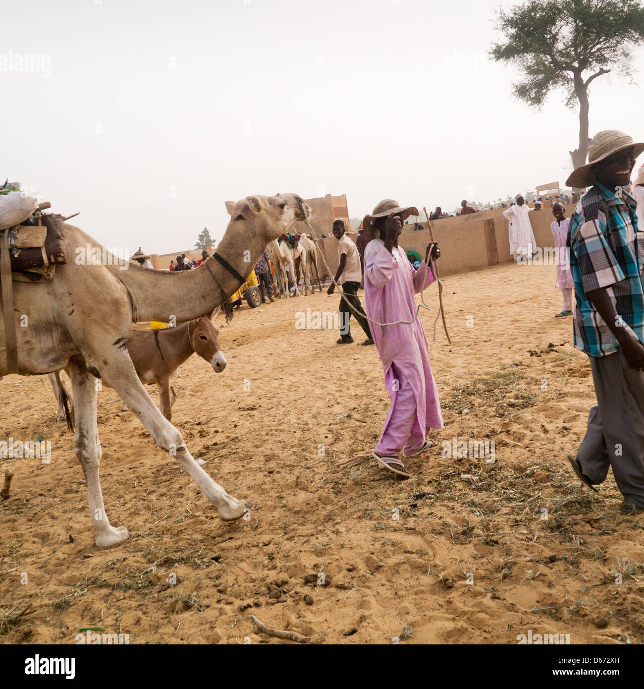 Zinder animal market, Niger Stock Photo - Alamy