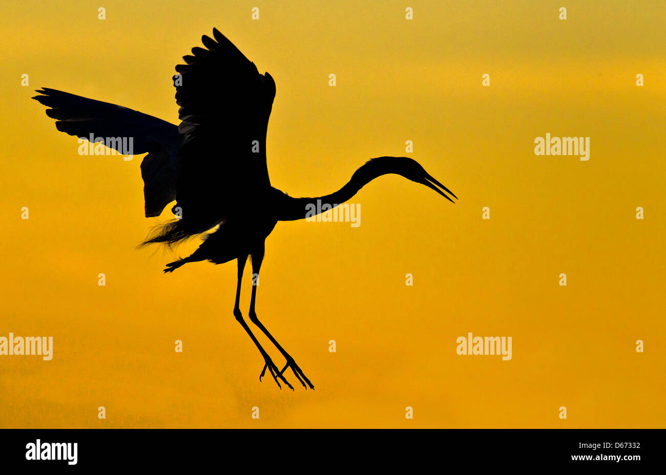 Great egret coming in to land at nest site at sunset Stock Photo - Alamy