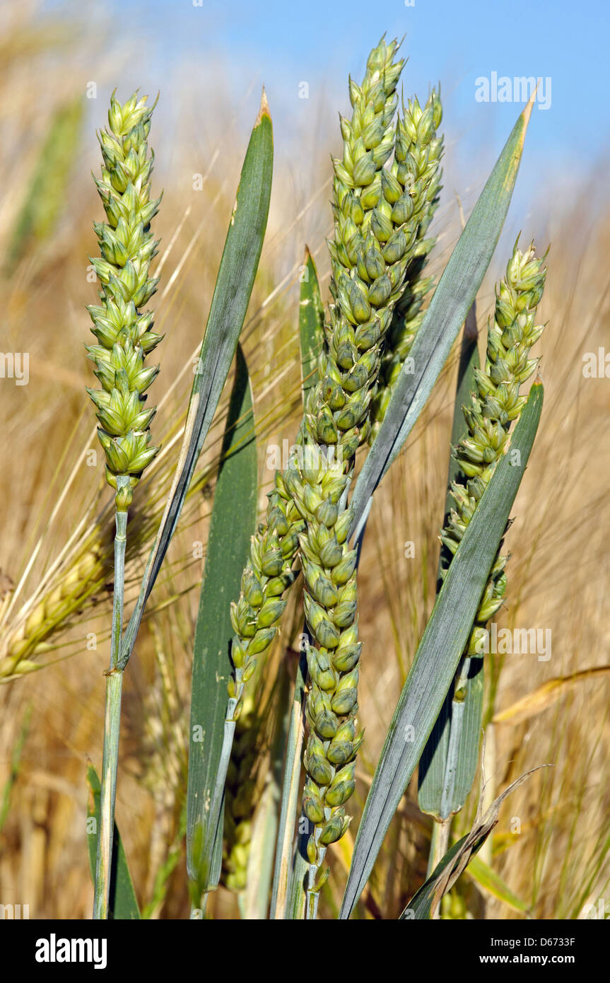 Photo of close-up grain Stock Photo - Alamy