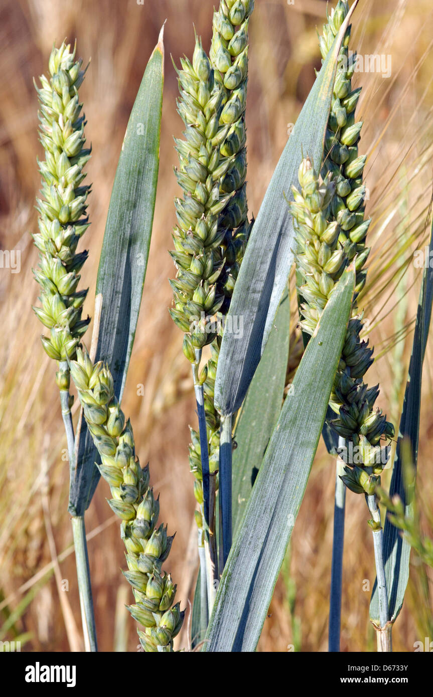 Photo of close-up grain Stock Photo - Alamy