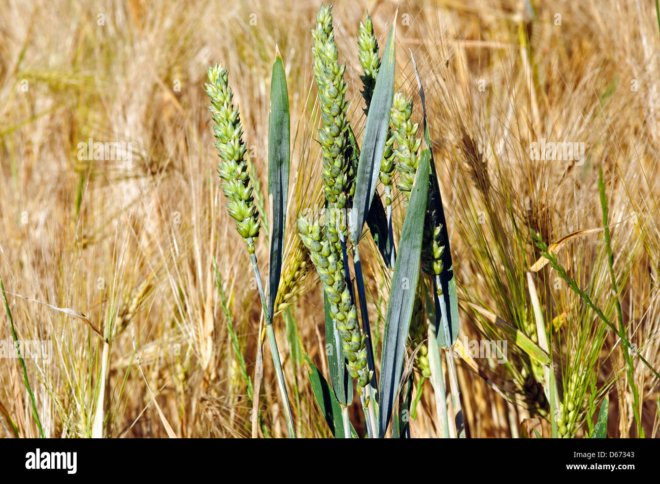 Photo of close-up grain Stock Photo - Alamy