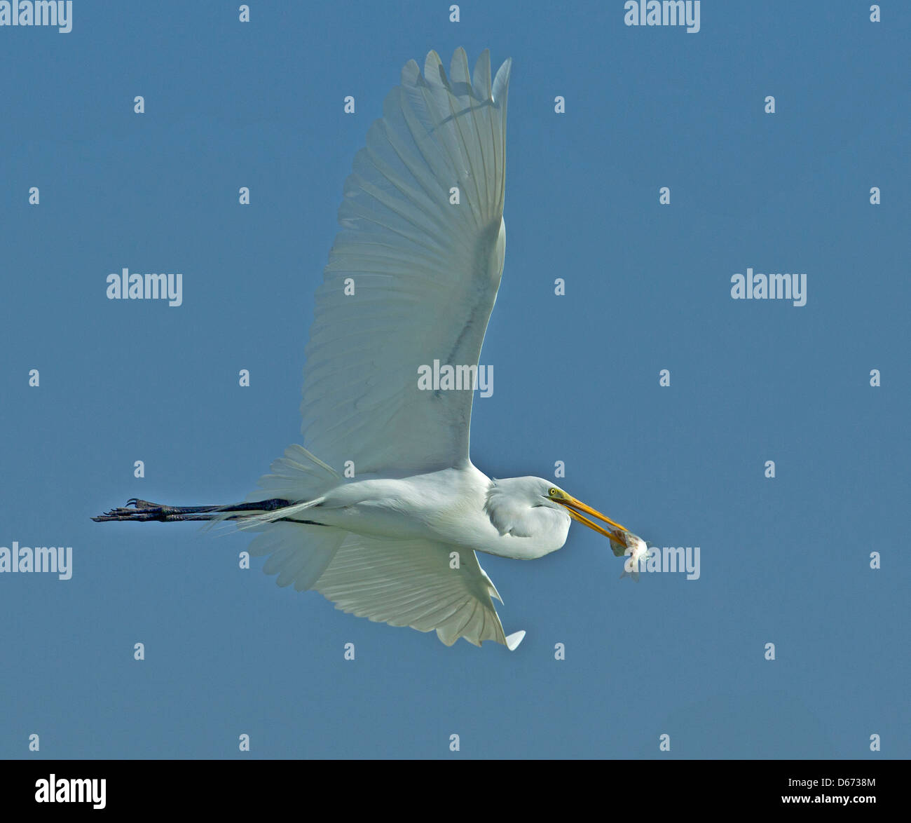 Great Egret with fish Stock Photo - Alamy