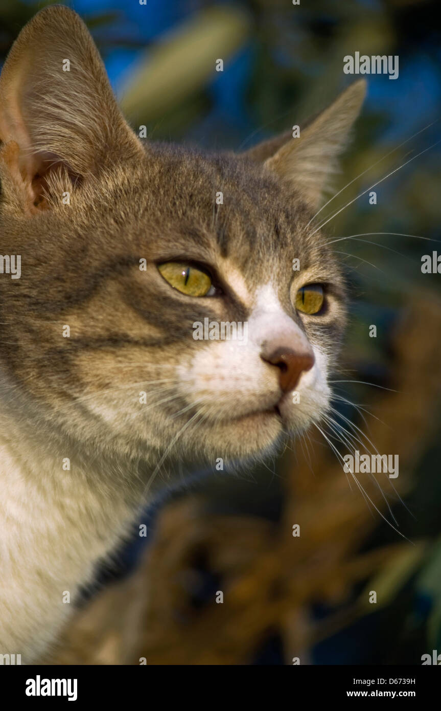 Profile of a young tomcat in the garden Stock Photo - Alamy