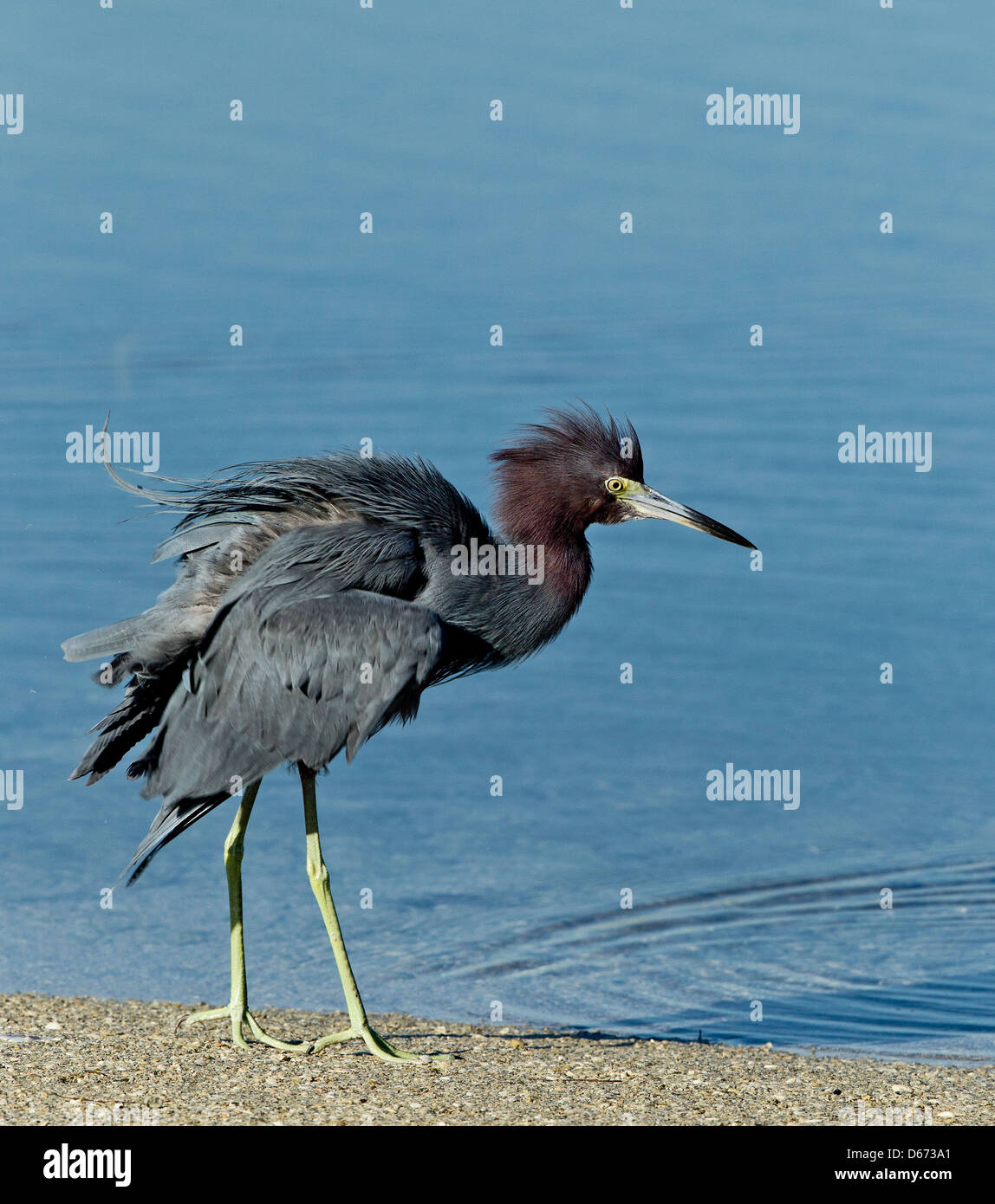Little blue heron hi-res stock photography and images - Alamy