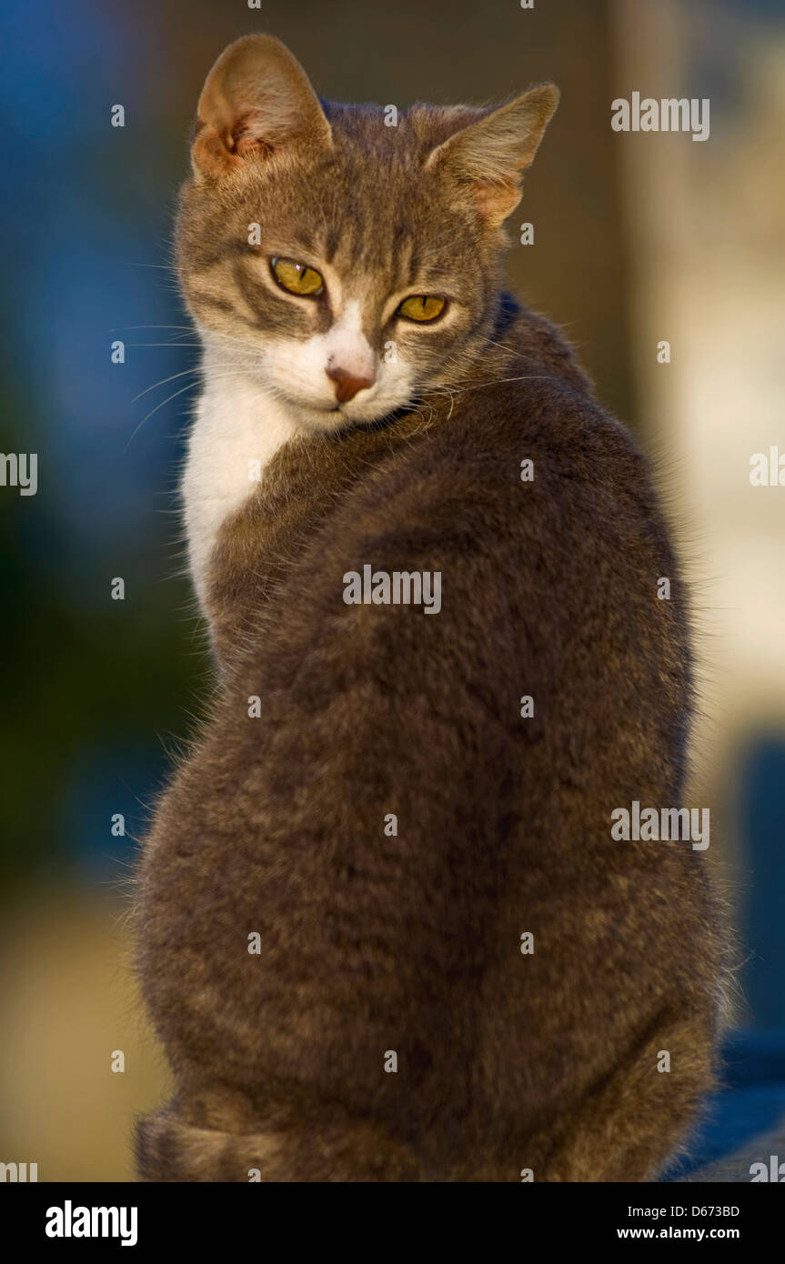 Cats looking backwards hi-res stock photography and images - Alamy