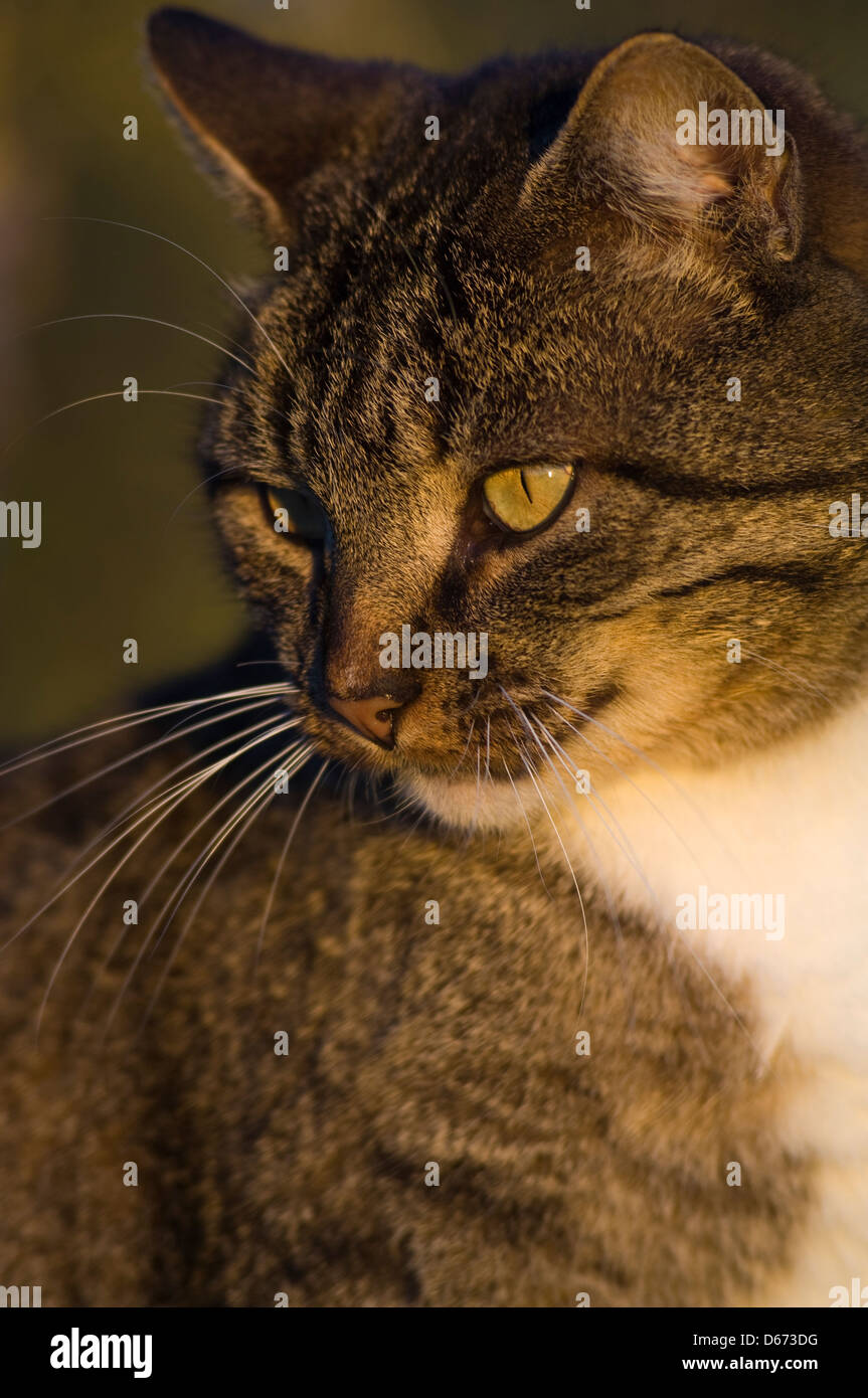 Close-up of an adult tomcat in profile Stock Photo - Alamy
